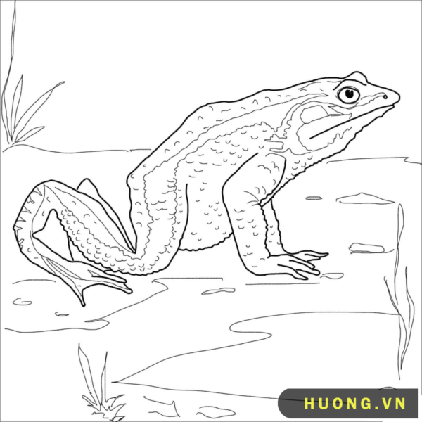 Trọn bộ 40+ tranh tô màu con ếch dành cho bé yêu - Hương.Vn
